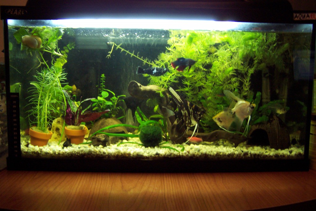 20 lucruri interesante despre pesti - Pesti Acvariu