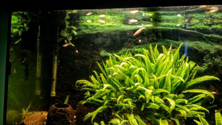 Un acvariu pe care il iubesc... - Pesti Acvariu