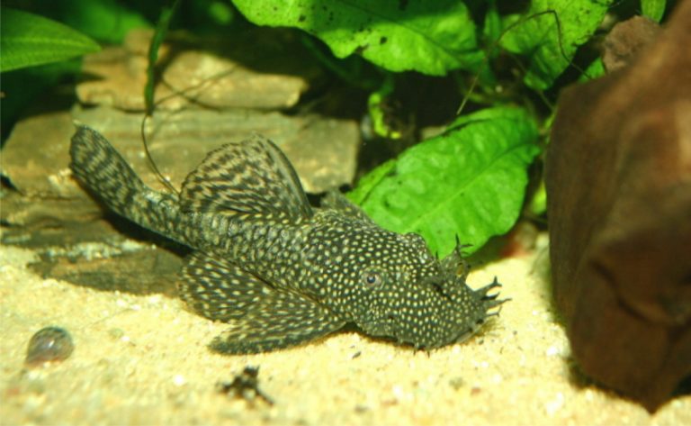 Ancistrus dolichopterus - Pesti Acvariu