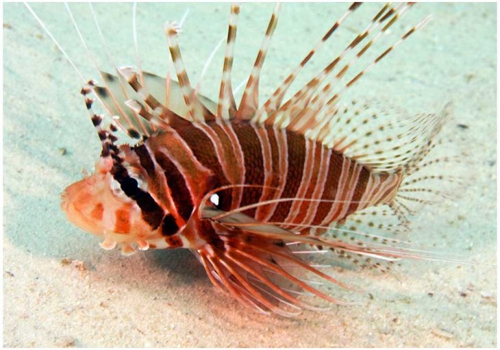 Ce tip de specie de peste preferi pentru acvariul tau? (III)